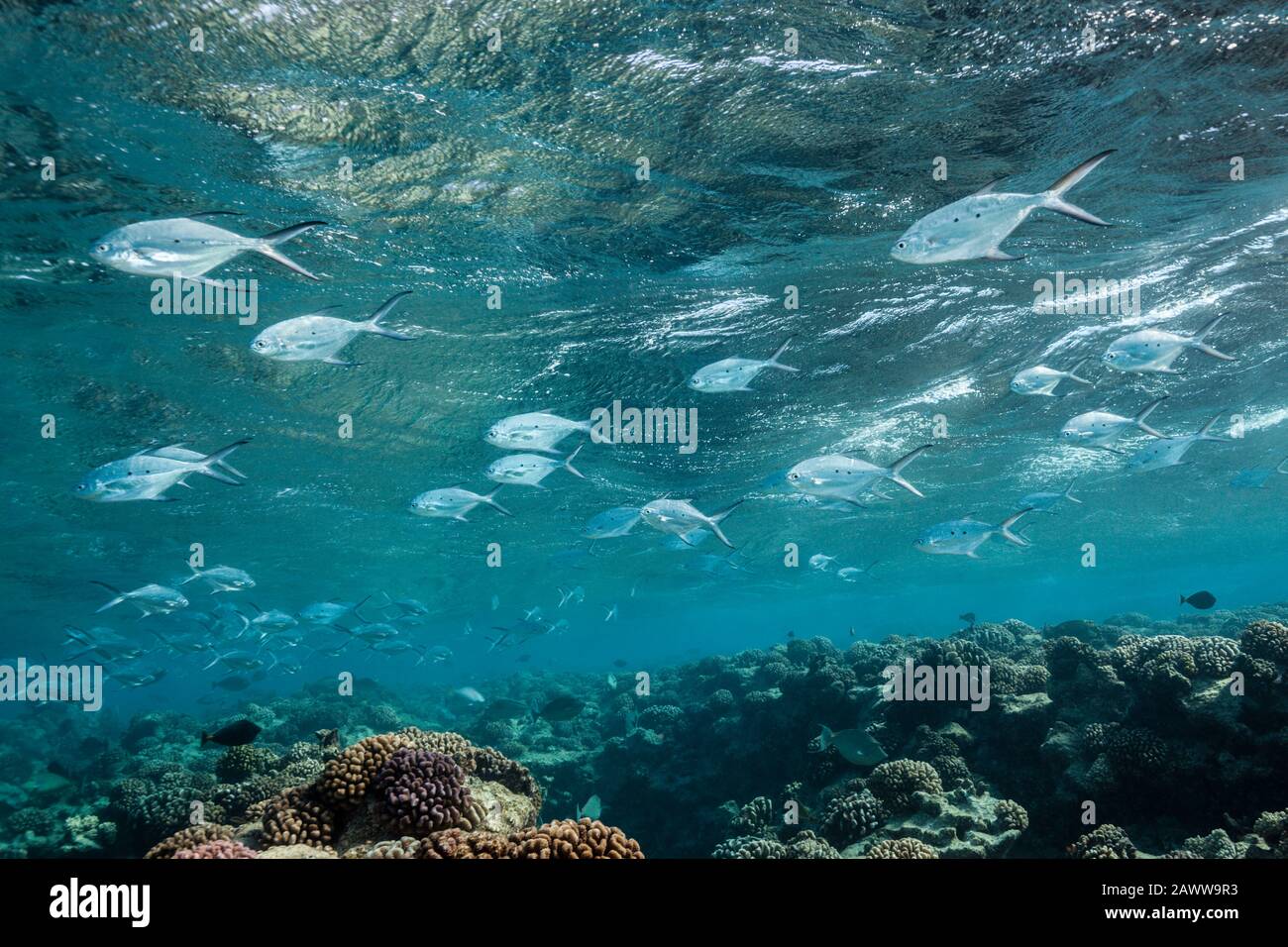 Pompano fish hi-res stock photography and images - Alamy