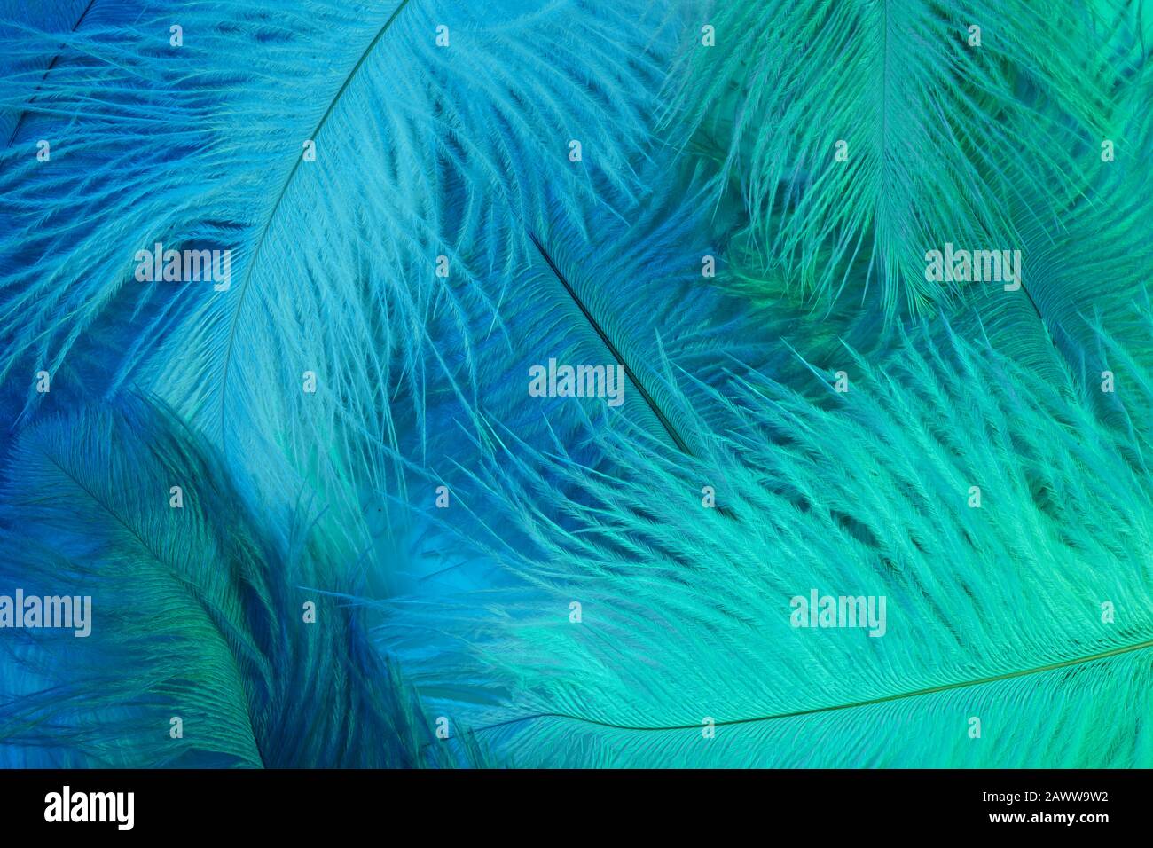 Glowing feather hi-res stock photography and images - Alamy