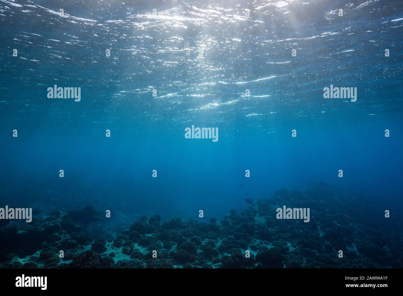 Sun Rays in Blue Ocean, Apataki, Tuamotu Archipel, French Polynesia ...