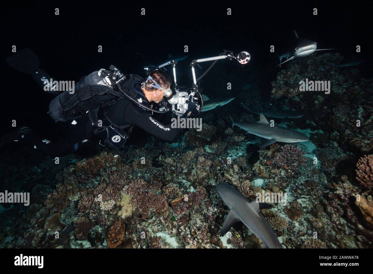 Grey Reef Shark hunting at Night, Carcharhinus amblyrhynchos, Fakarava ...
