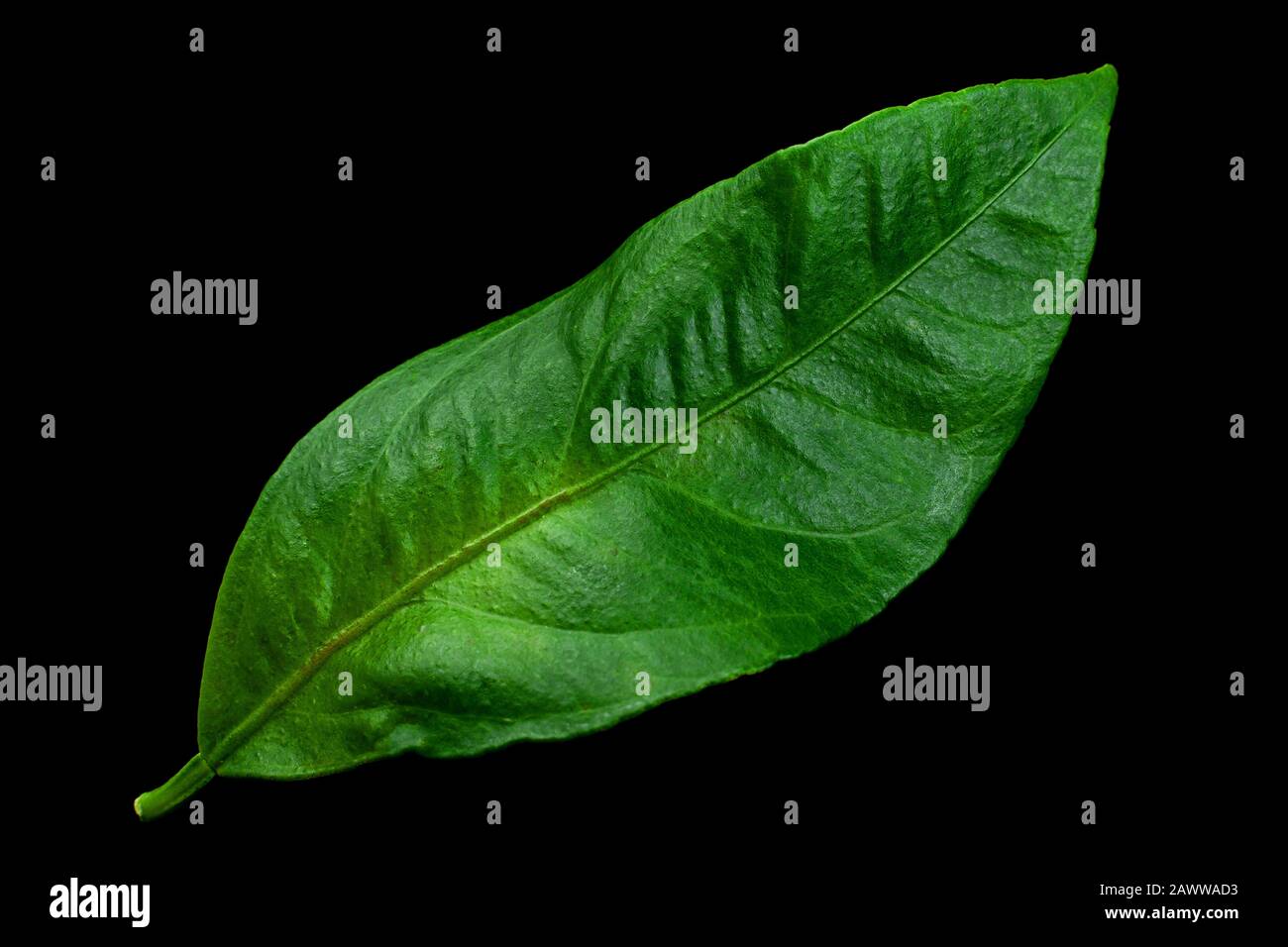 Orange fruit closeup leaf isolated on black background Stock Photo - Alamy