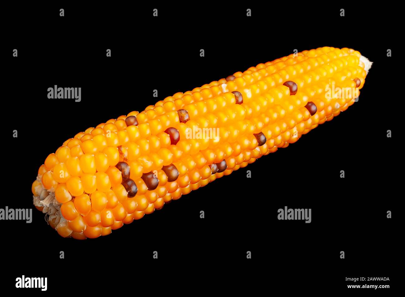 Yellow popcorn dry seeds isolated on blackbackground Stock Photo - Alamy