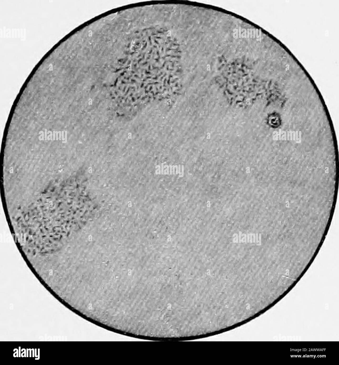 Water under microscope Black and White Stock Photos & Images - Alamy