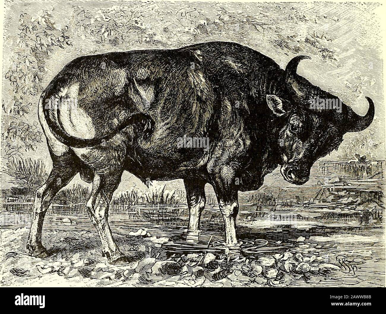 Sir samuel baker hi-res stock photography and images - Alamy