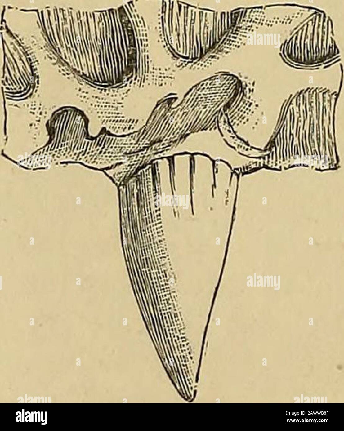 Geological magazine . Fig. 2.—Ribs, Phalanx, Scales, Scapular bones ...