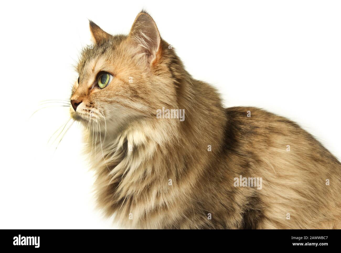 Beautiful shaggy cat sitting isolated on white Stock Photo - Alamy