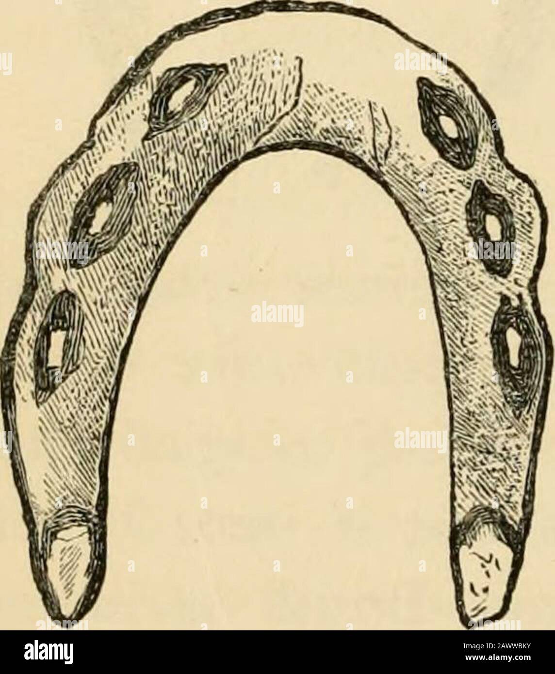 Boars teeth hi-res stock photography and images - Alamy