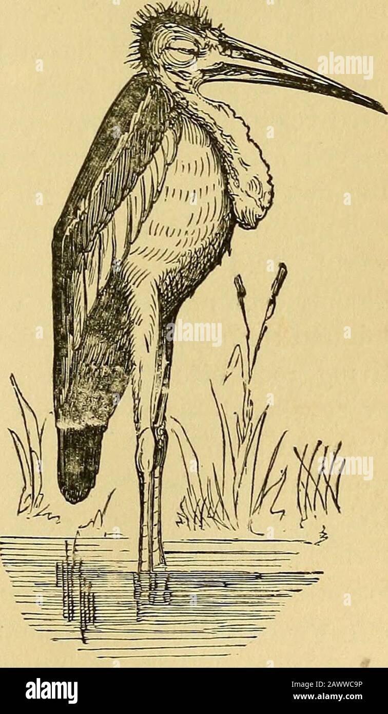 Honorablemention hi-res stock photography and images - Alamy