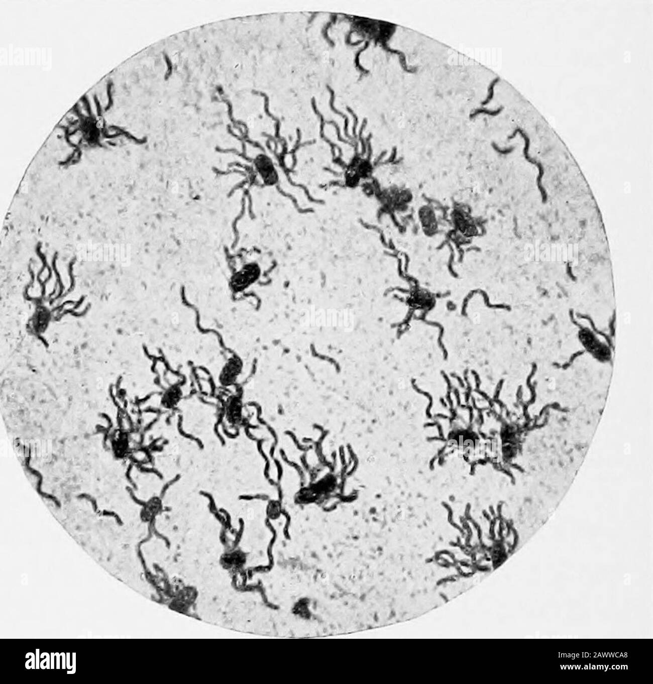 Enteric b hi-res stock photography and images - Alamy