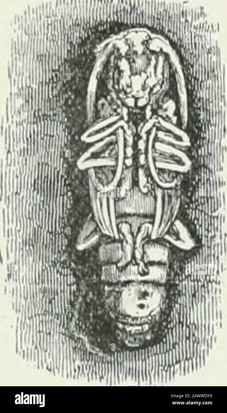 Apple borer hi-res stock photography and images - Alamy