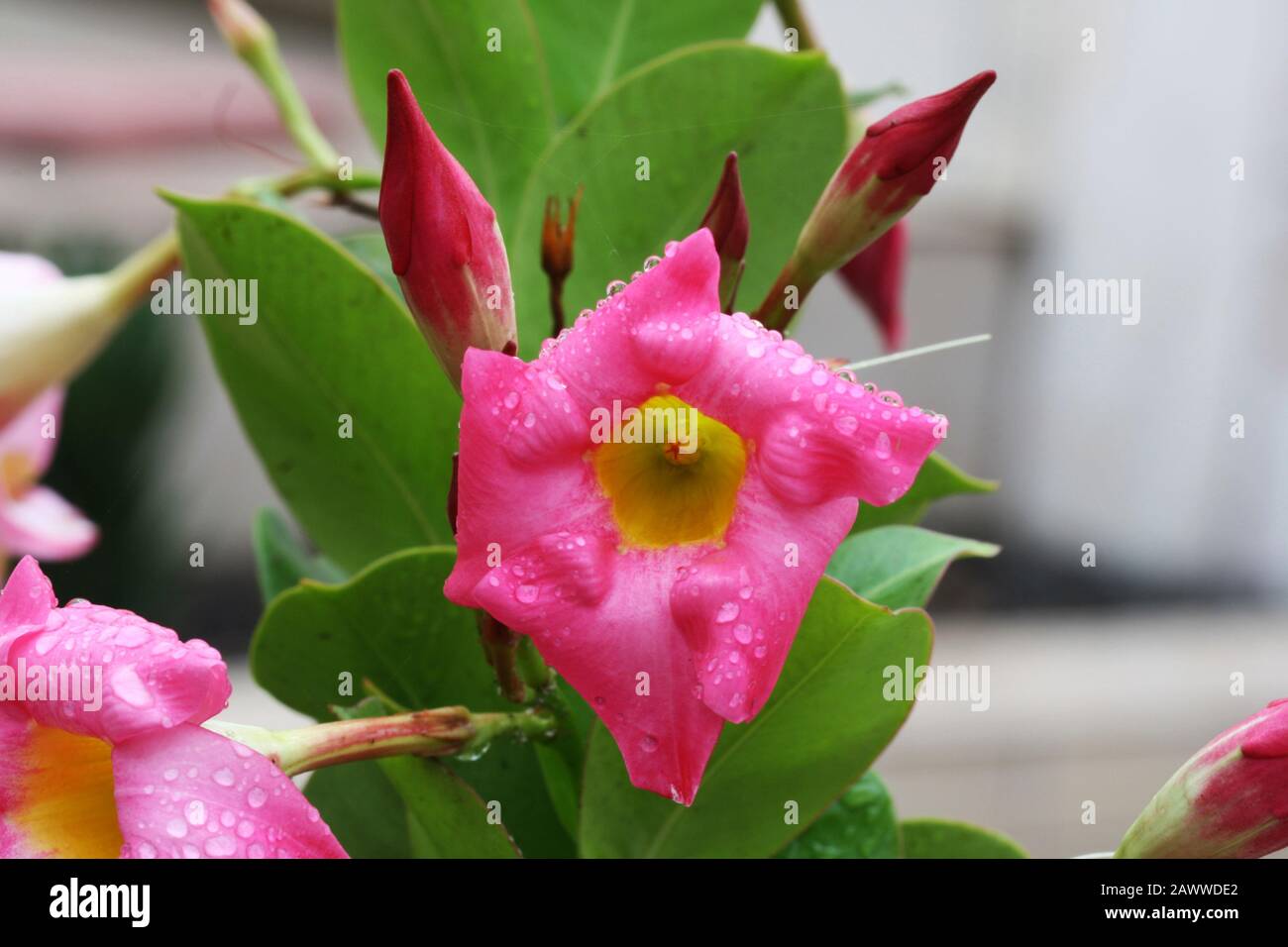 Winden Hi Res Stock Photography And Images Alamy