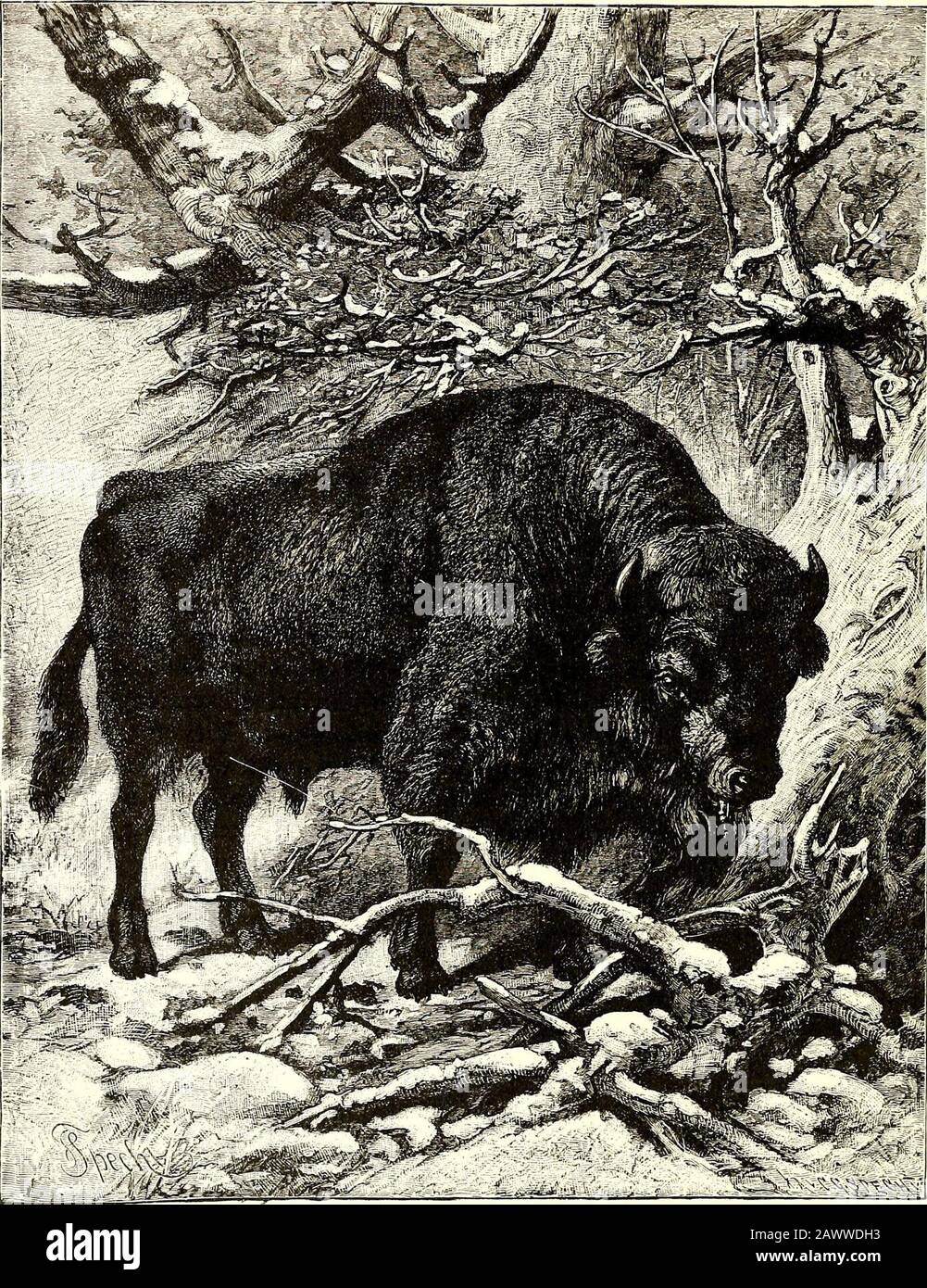 All about animalsFacts, stories and anecdotes . ly from harm. Thirty ...