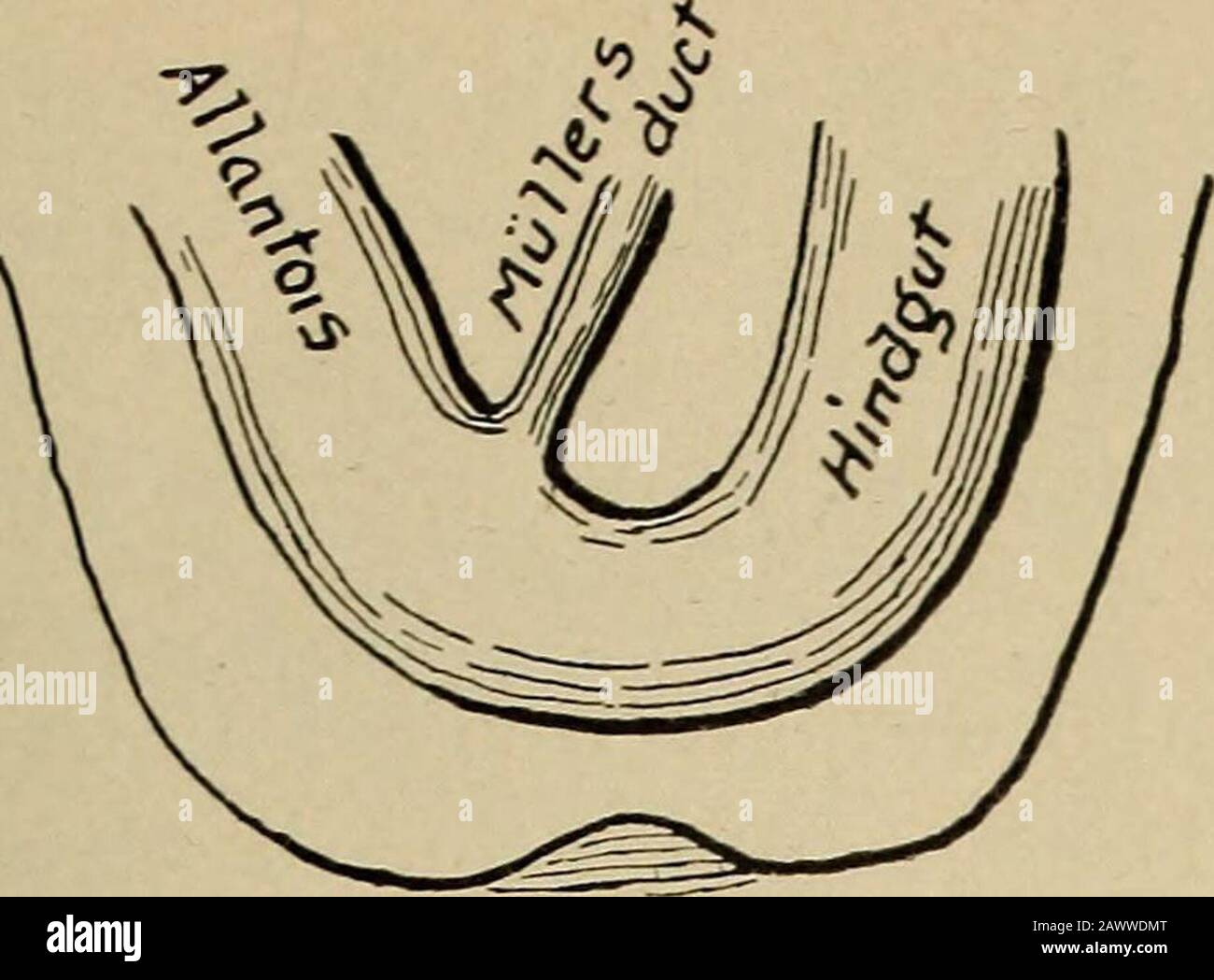 Longitudinal division hi-res stock photography and images - Alamy