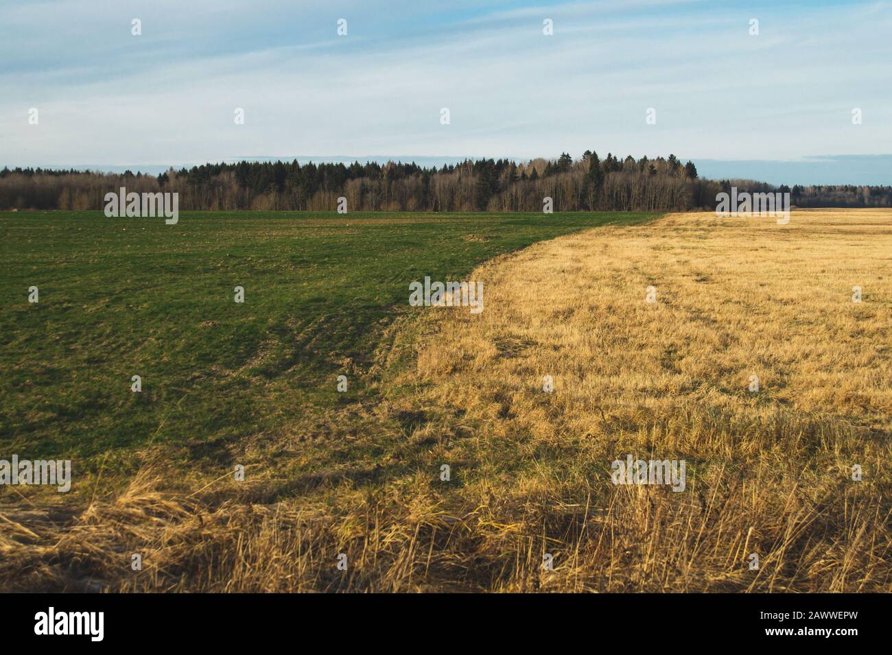 Wide field landscape. meadow with forest on the horizon Stock Photo - Alamy