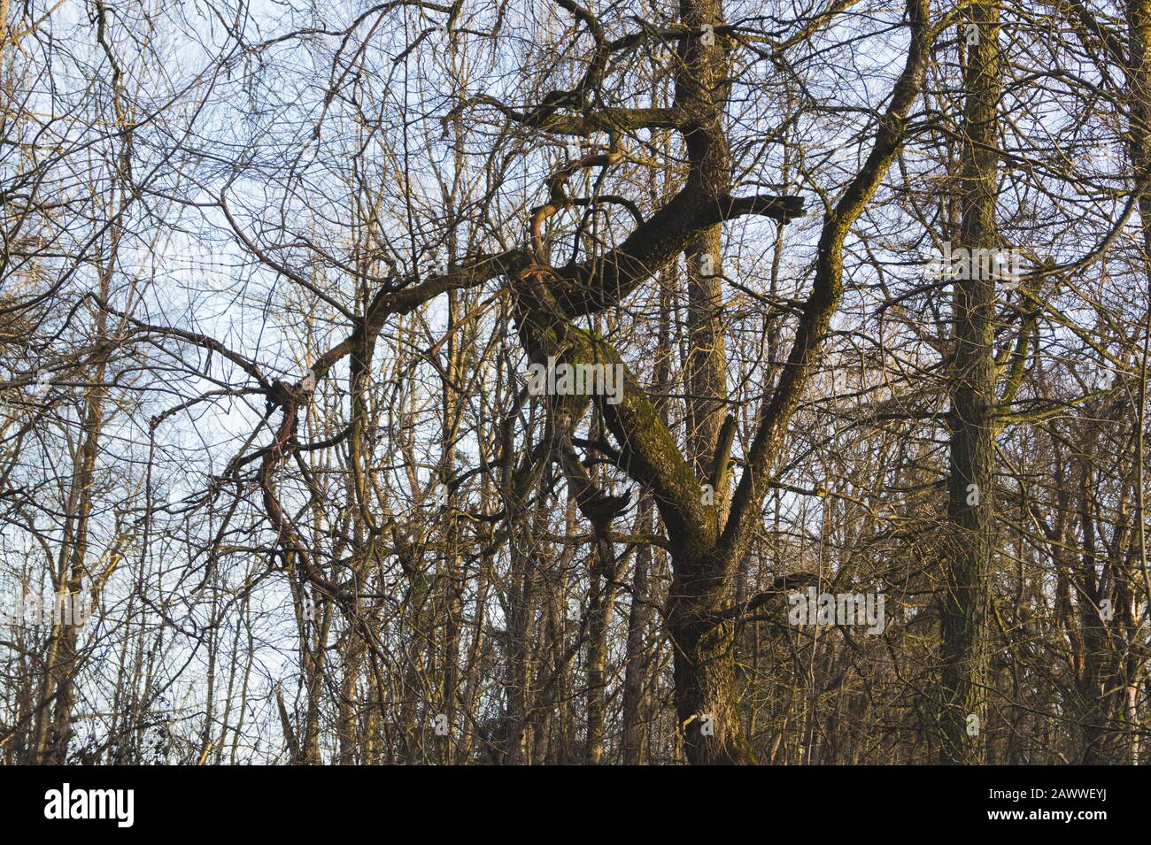 Crooked wood crooked branches hi-res stock photography and images - Alamy
