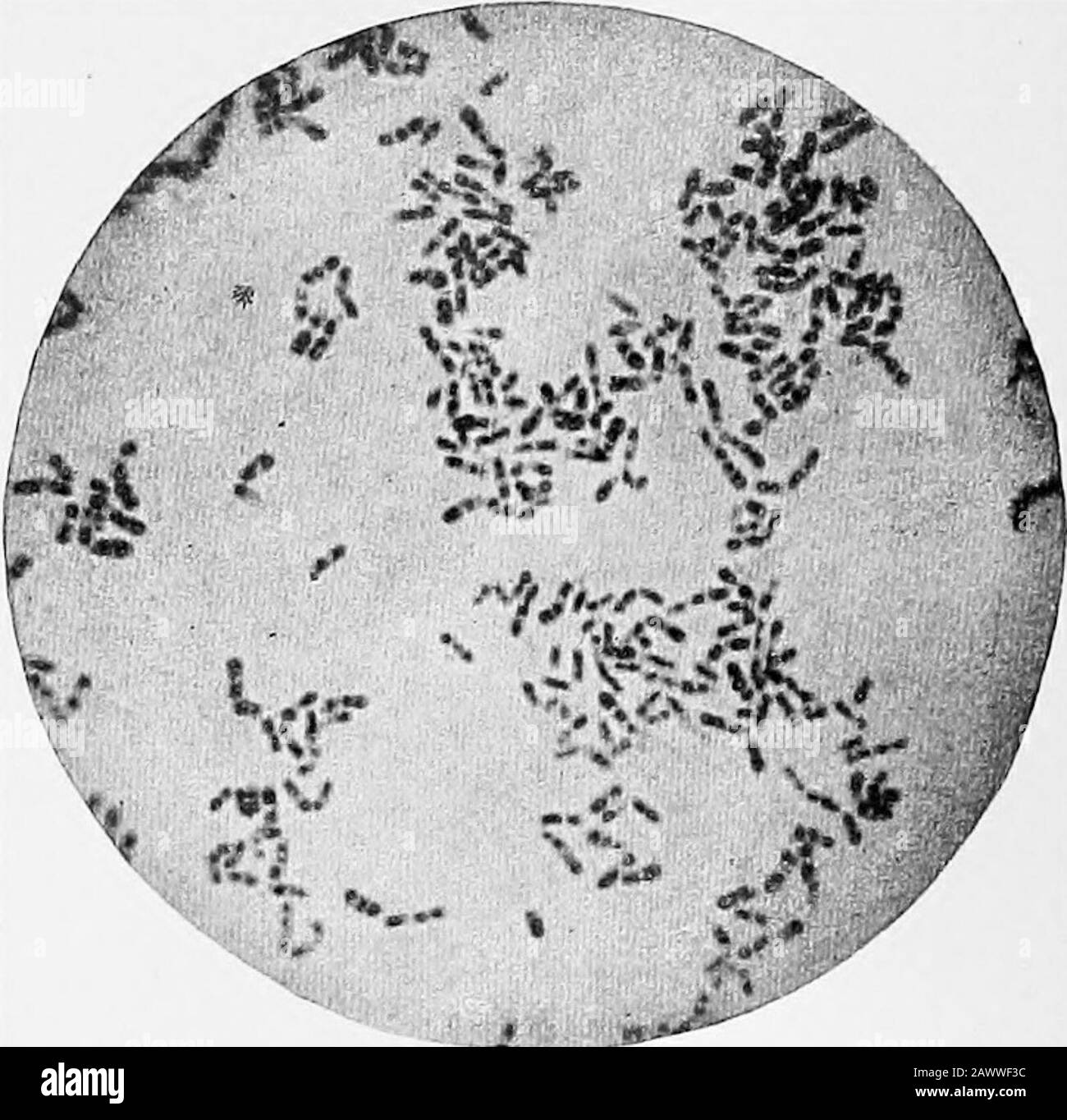 Neisser hi-res stock photography and images - Alamy