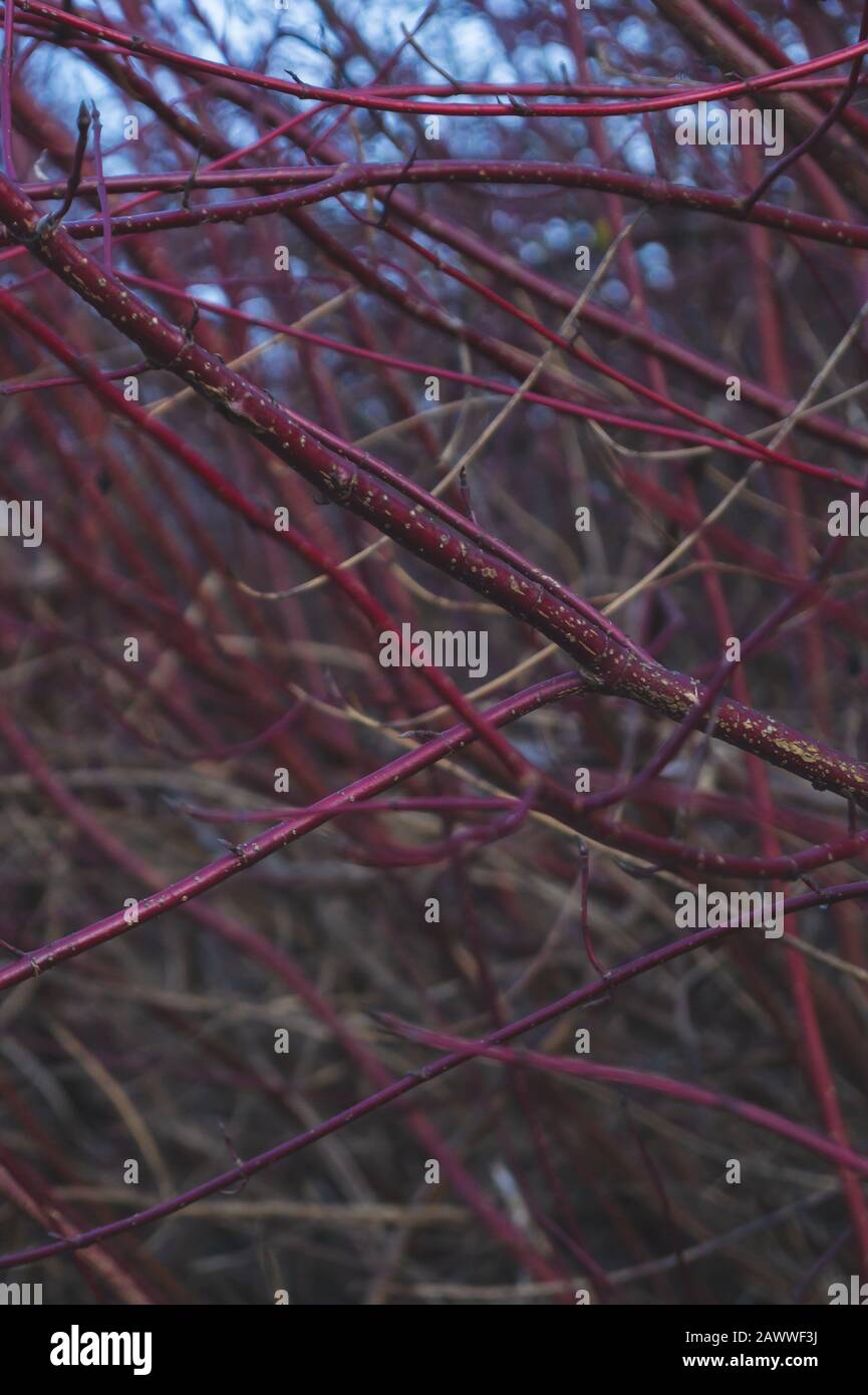 Red tree branches hi-res stock photography and images - Alamy