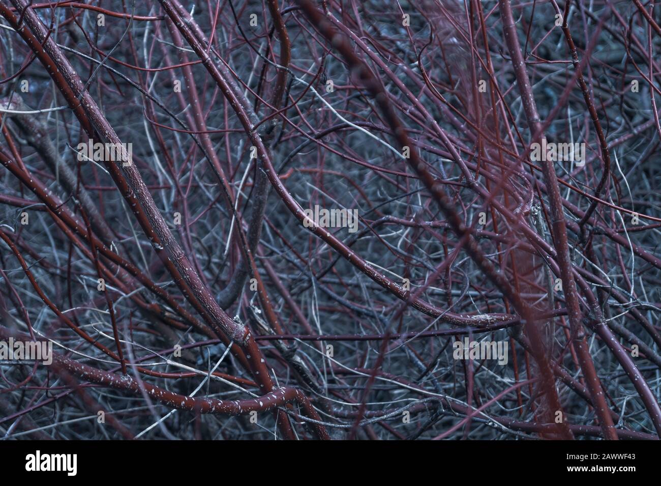 Red tree branches hi-res stock photography and images - Alamy