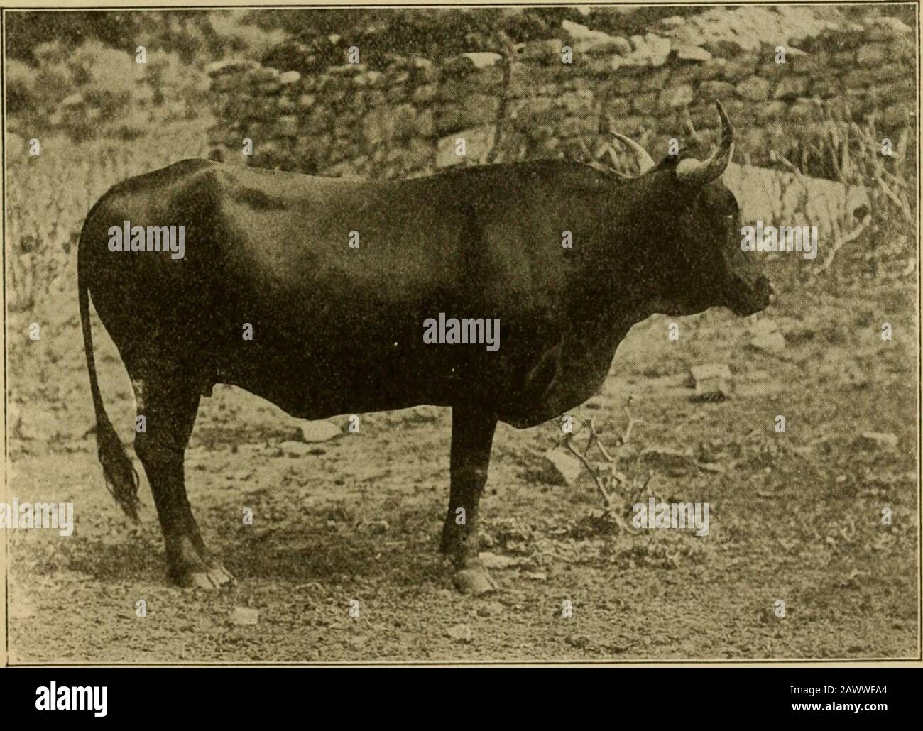 Africander bull hi-res stock photography and images - Alamy