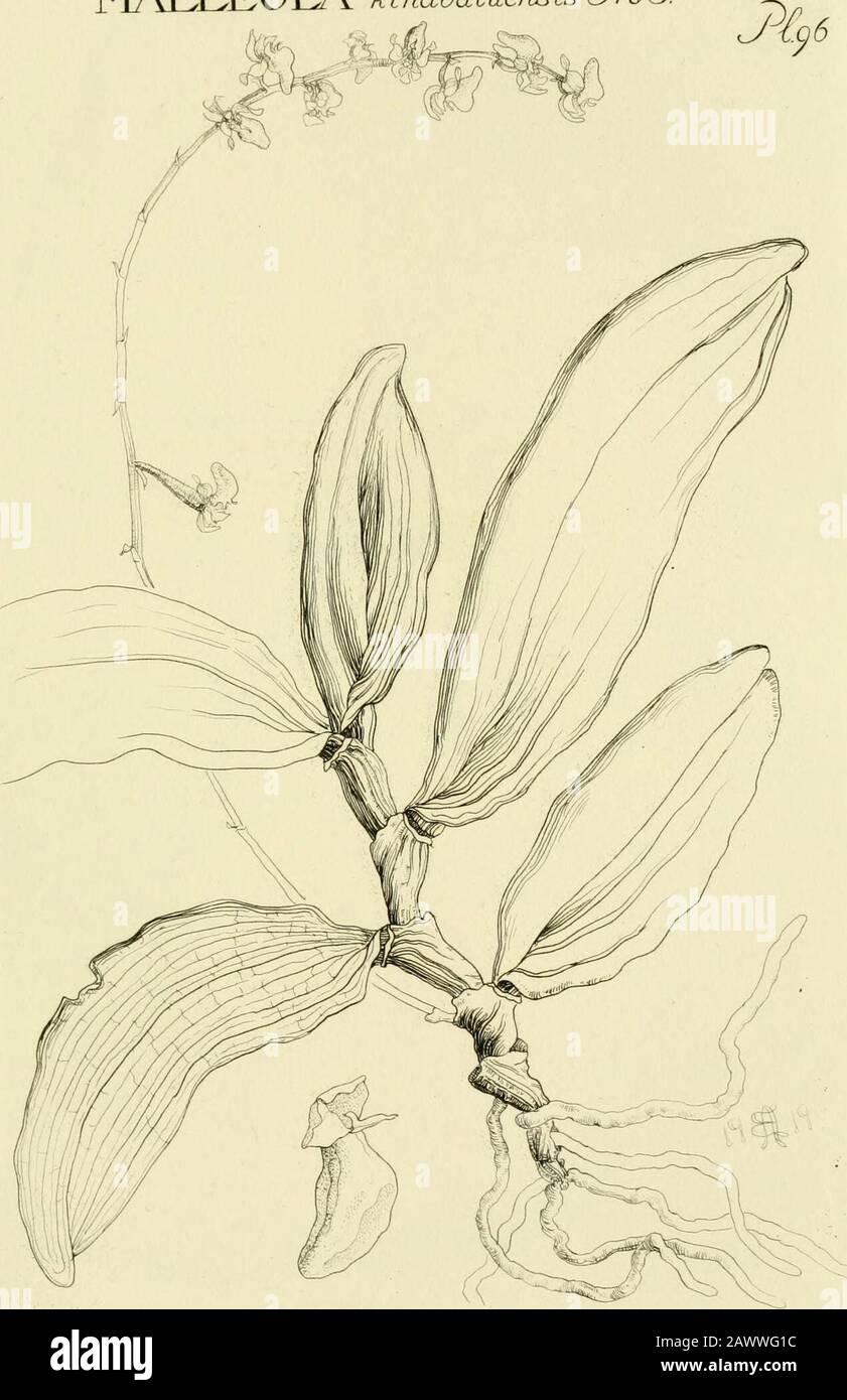 Orchidaceae: illustrations and studies of the family Orchidaceae ...