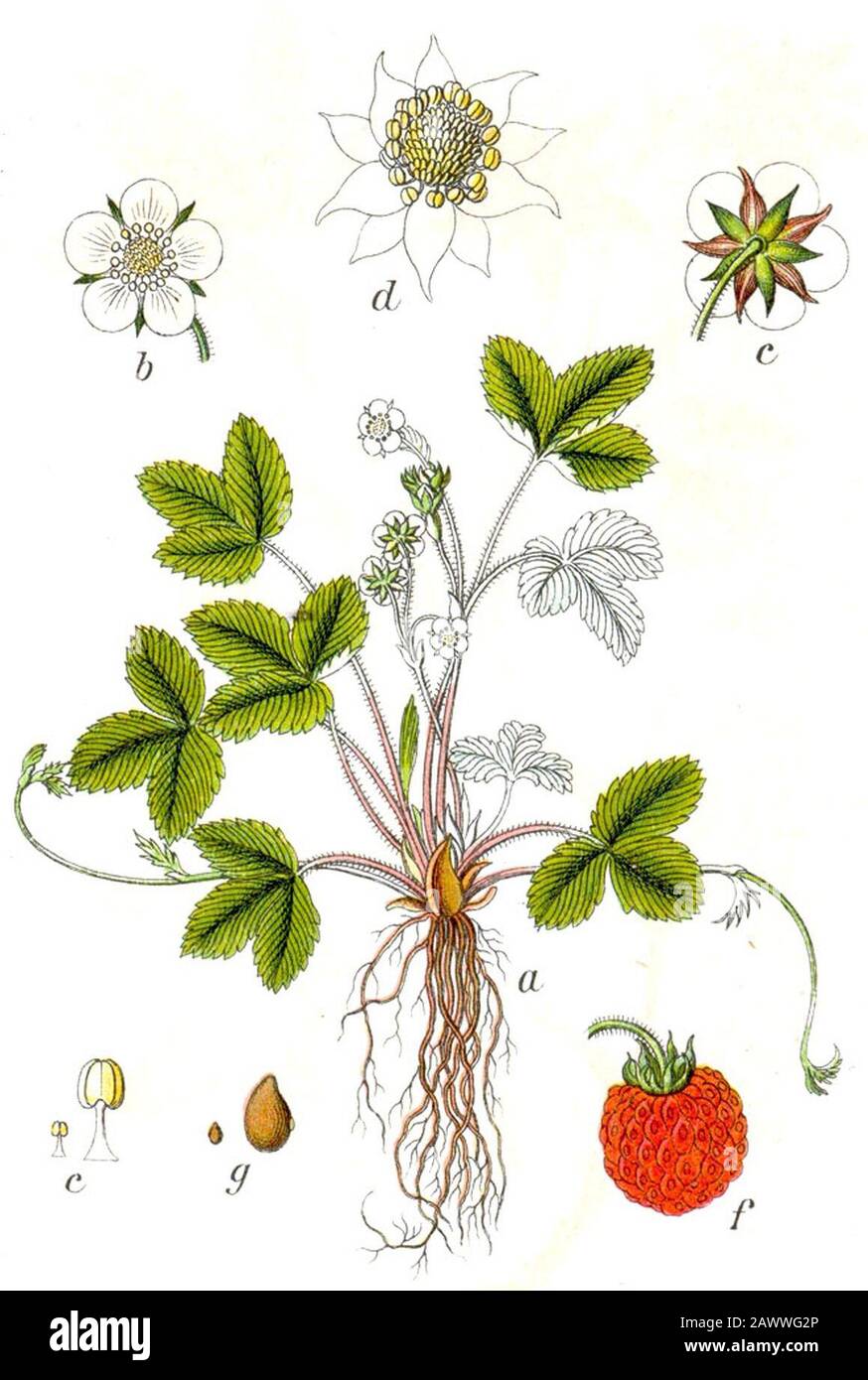 Fragaria vesca Sturm21 Stock Photo - Alamy