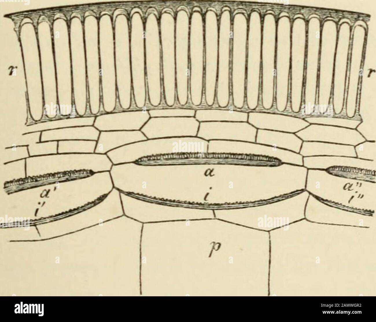 Theca hi-res stock photography and images - Alamy