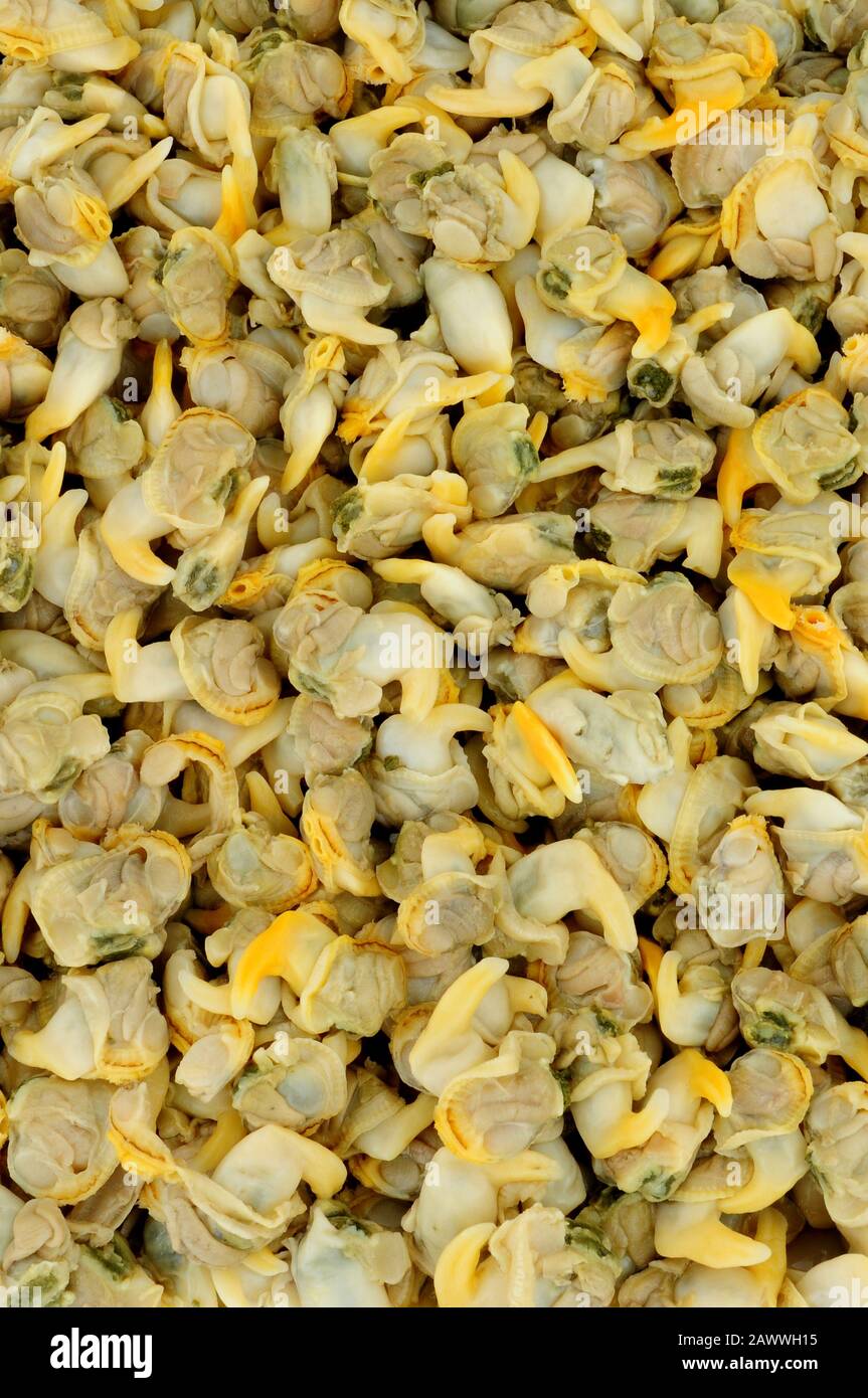 Pickled cooked shelled cockle shellfish meat background Stock Photo - Alamy