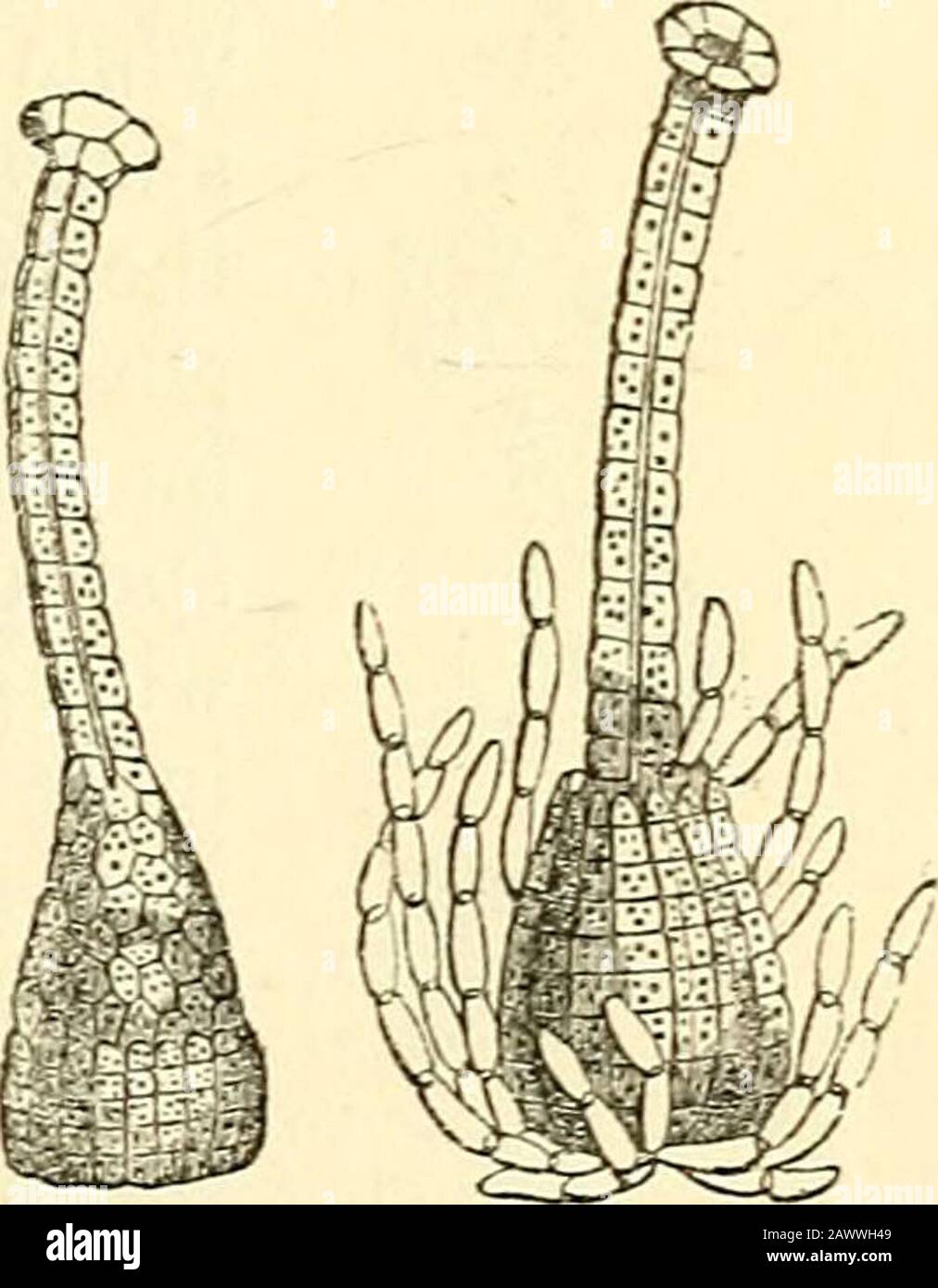 Ovoidal receptacle hi-res stock photography and images - Alamy