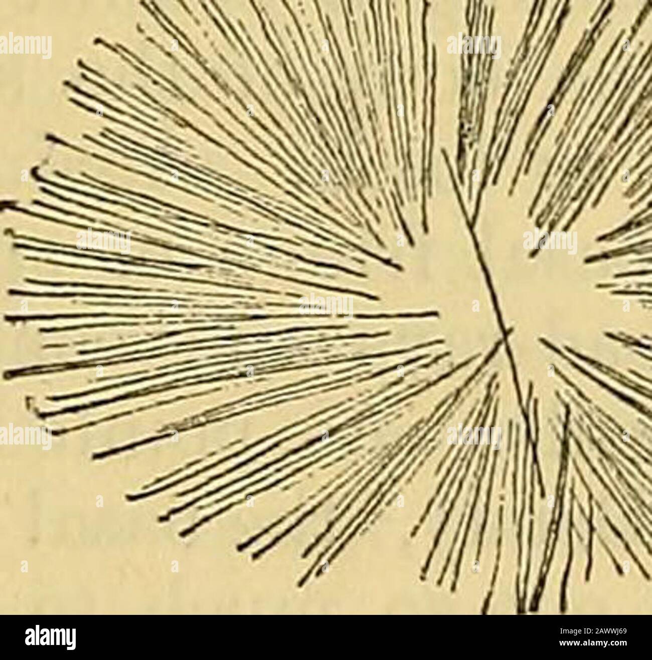 Geological magazine . under a micioscope, these lines are seen to be ...
