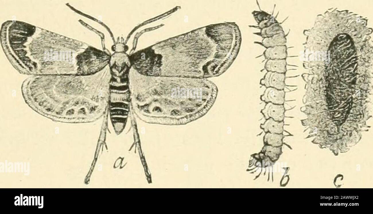 Transverse moth hi-res stock photography and images - Alamy