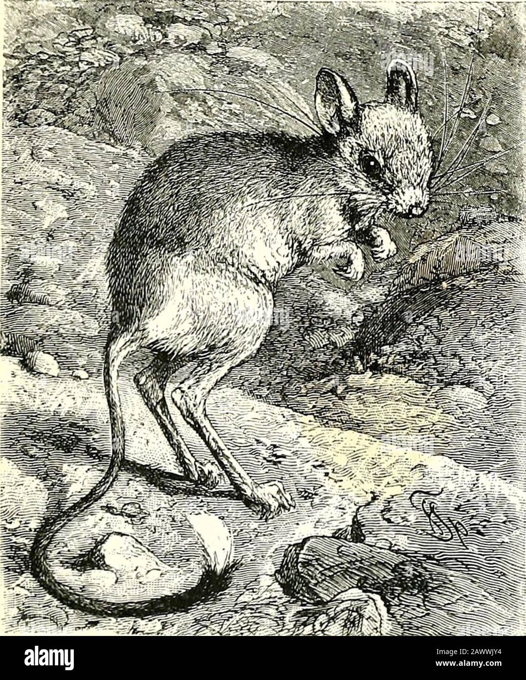 Chinchilla jumping hi-res stock photography and images - Alamy