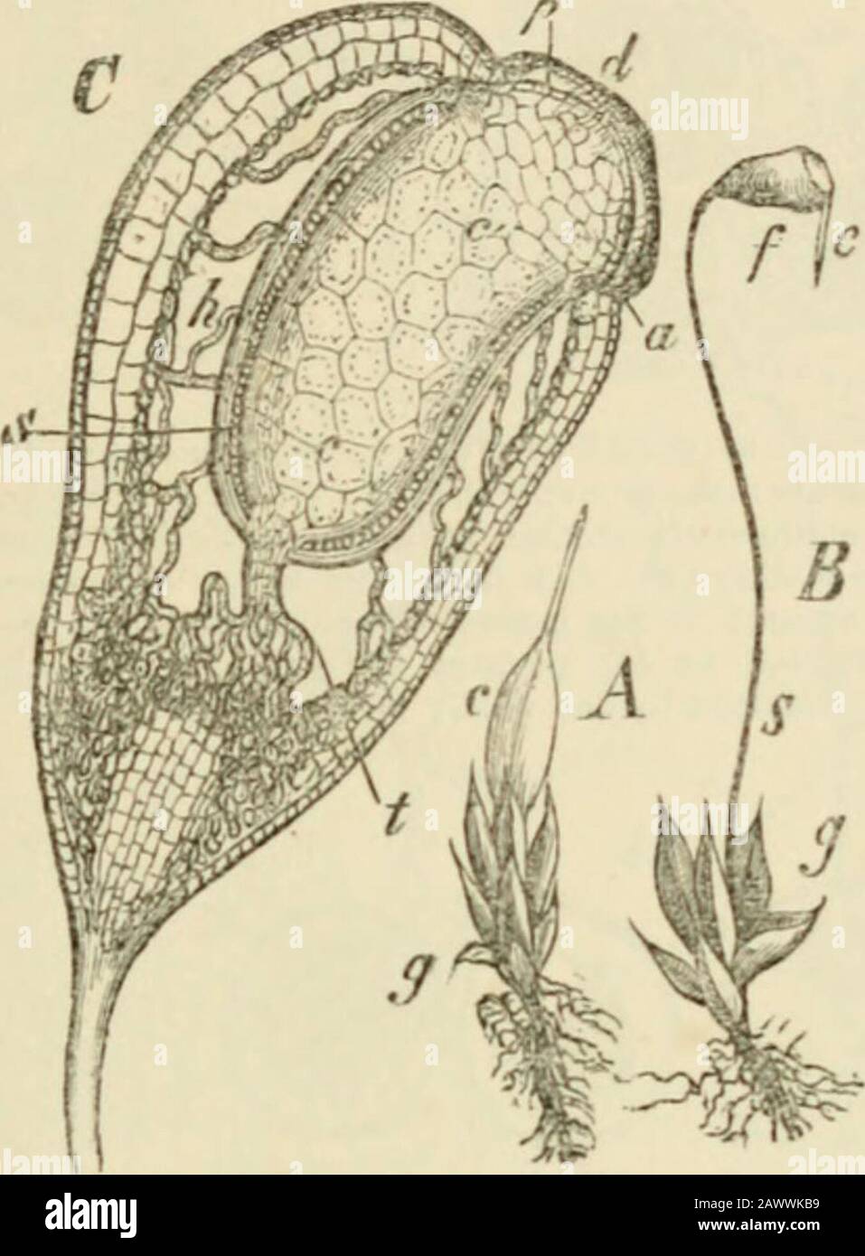 Nemal hi-res stock photography and images - Alamy