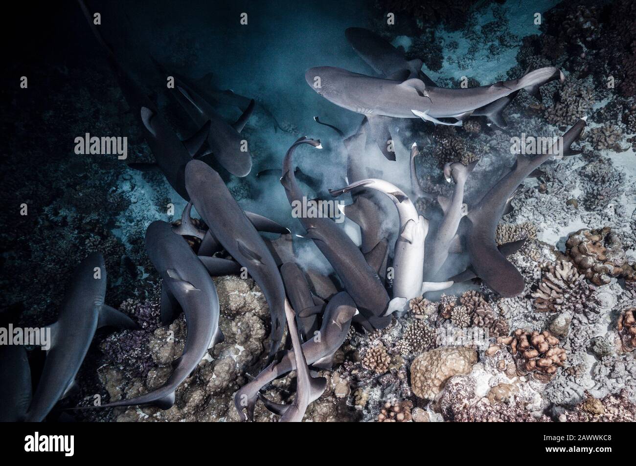 Grey Reef Shark hunting at Night, Carcharhinus amblyrhynchos, Fakarava ...