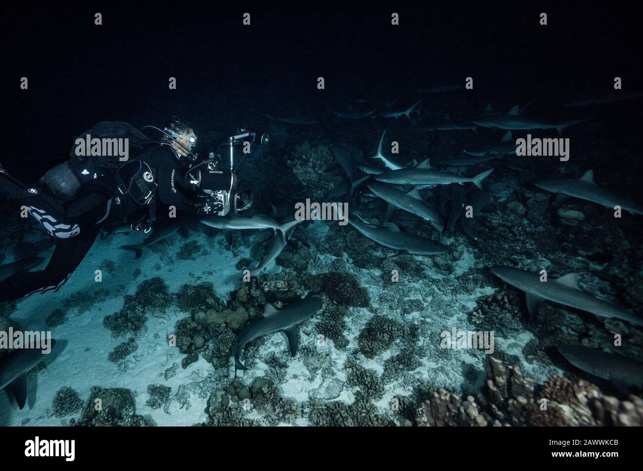 Grey Reef Shark hunting at Night, Carcharhinus amblyrhynchos, Fakarava ...
