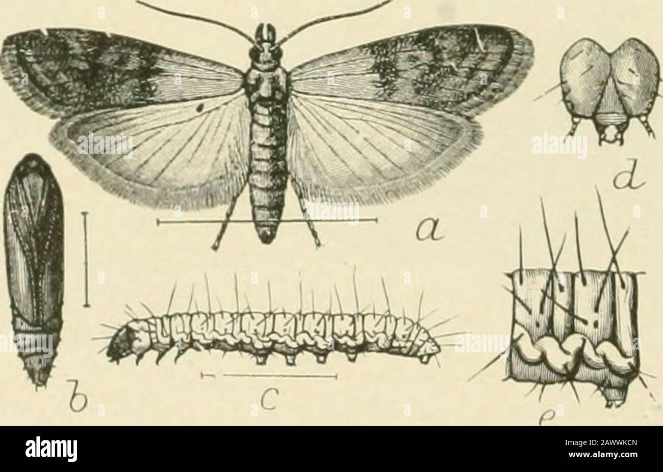 Insect pests of farm, garden and orchard . Fig. 139.—The Mediterranean ...