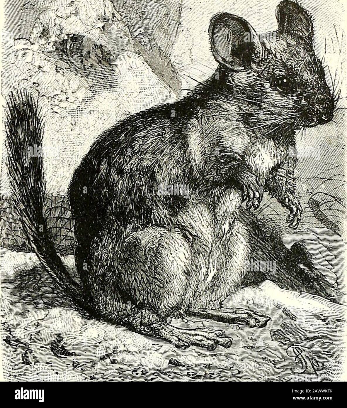 Gerboa rat hi-res stock photography and images - Alamy