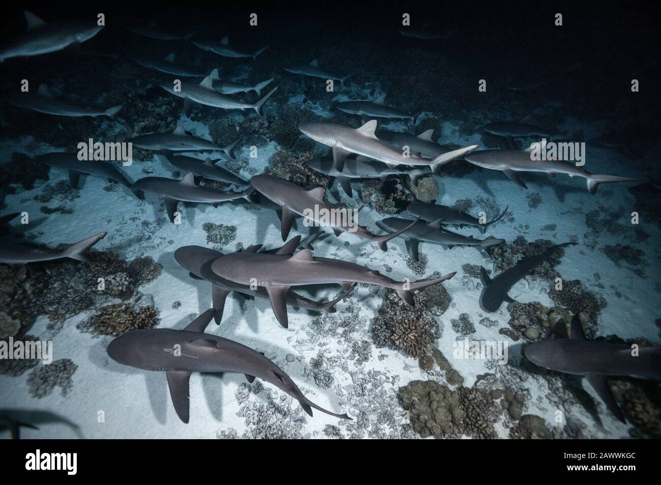 Grey Reef Shark hunting at Night, Carcharhinus amblyrhynchos, Fakarava ...