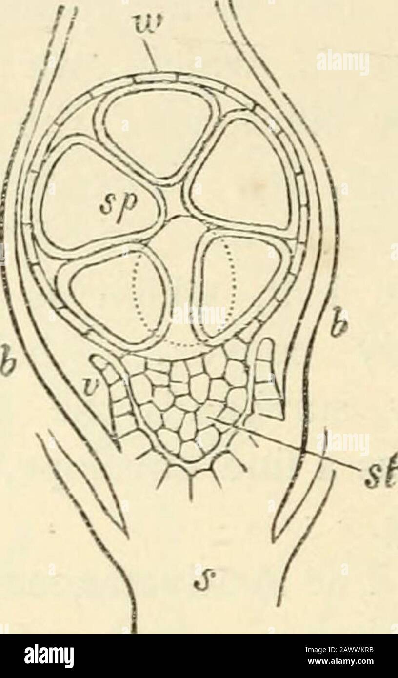Archidium hi-res stock photography and images - Alamy