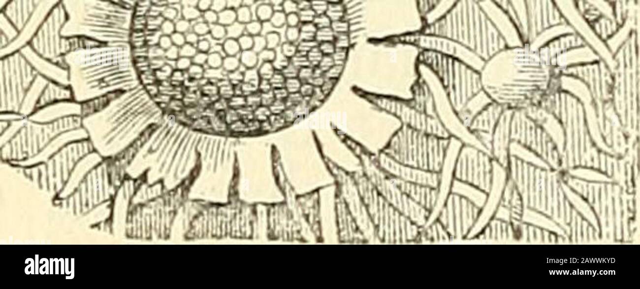 Oidium microscope hi-res stock photography and images - Alamy