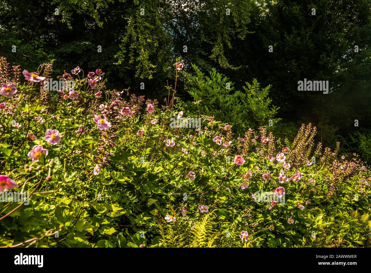 Bodsworth hi-res stock photography and images - Alamy