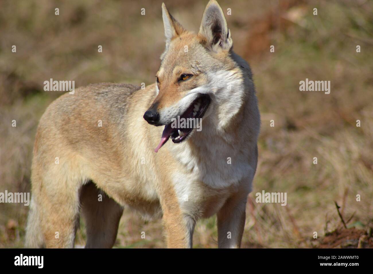 Lupo the wolf hi-res stock photography and images - Alamy