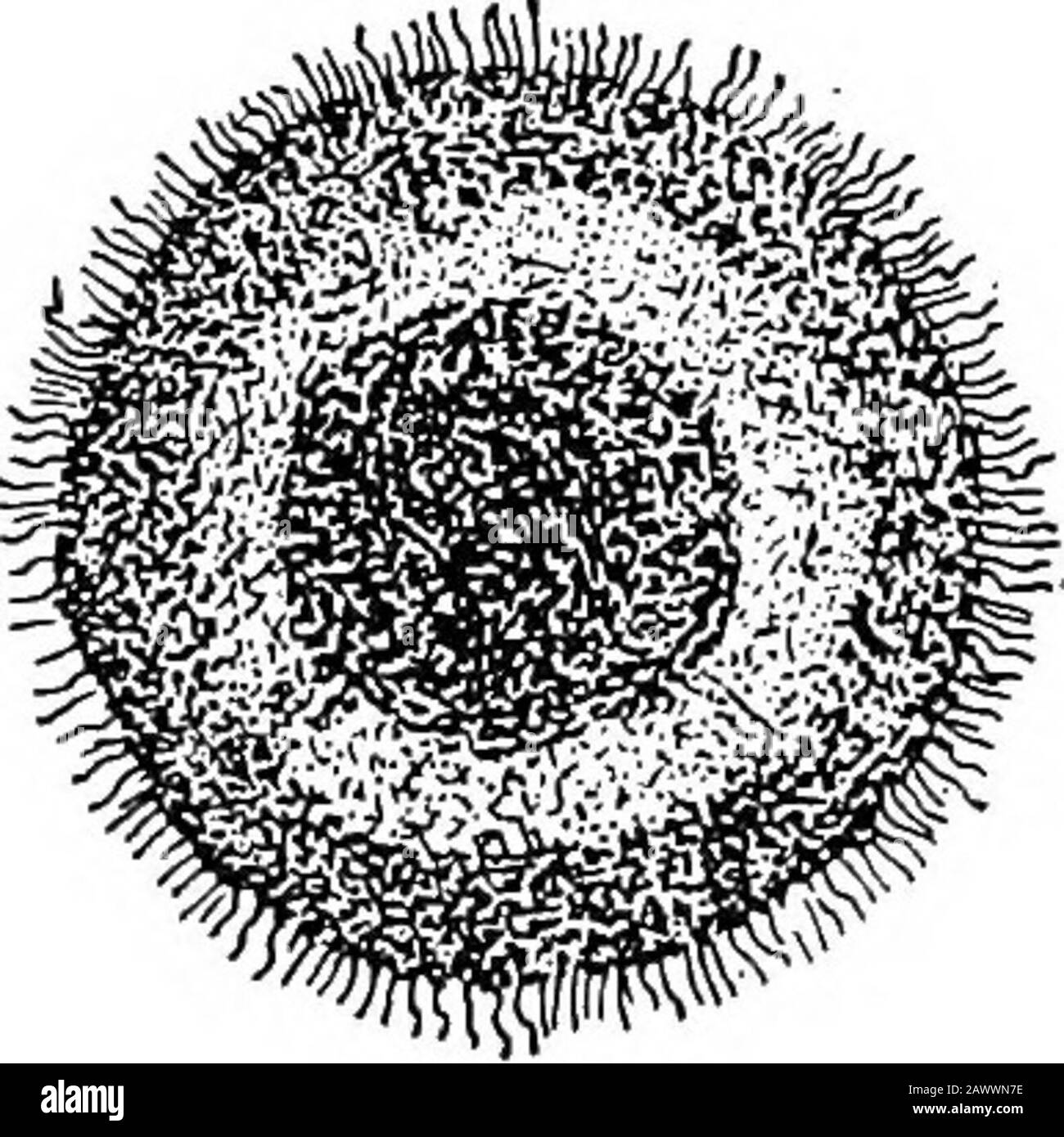 Essentials of bacteriology; being a concise and systematic introduction ...