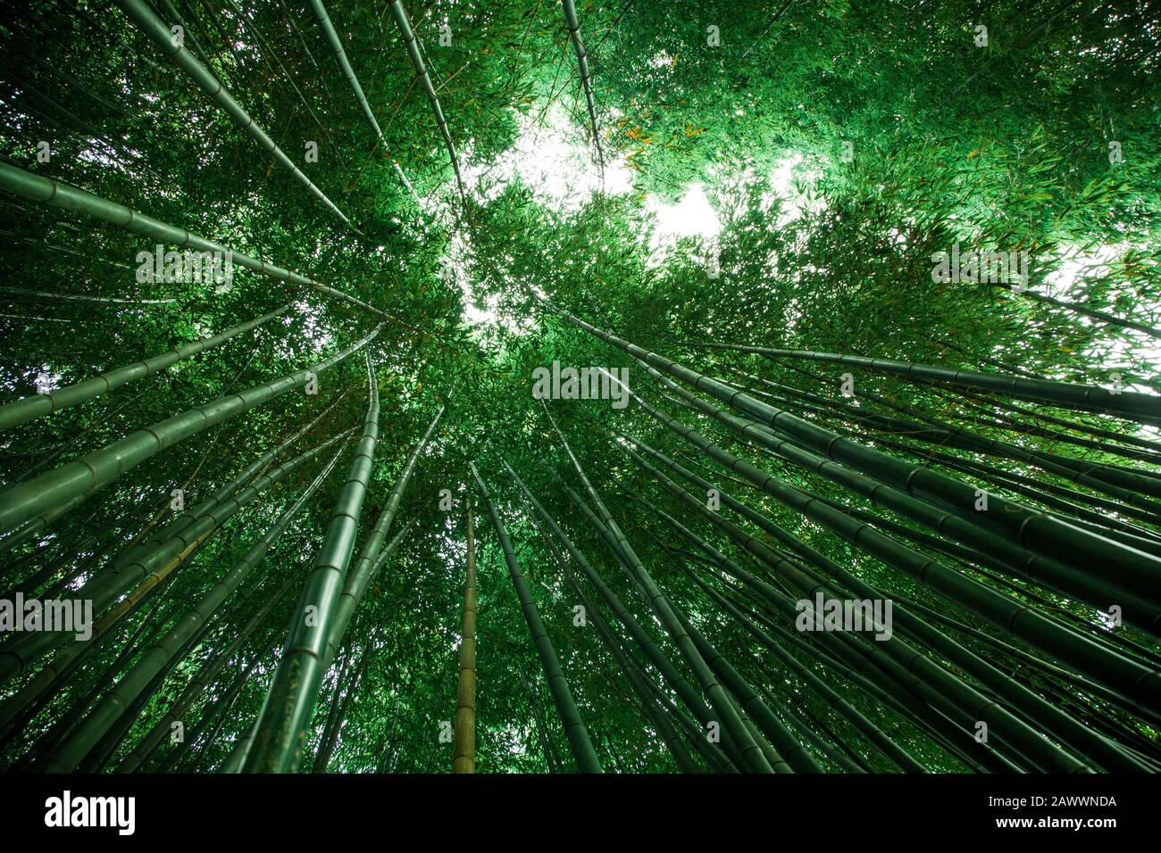 bamboo grove. Green natural background. View top of bamboo trees and ...