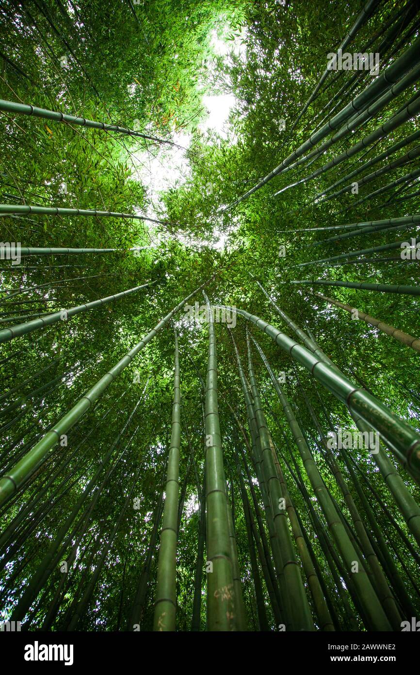 bamboo grove. Green natural background. View top of bamboo trees and ...