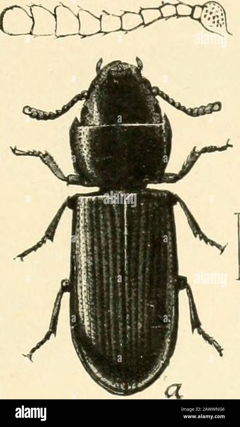 Insect pests of farm, garden and orchard . )loiig, flat, nearly l)hick ...