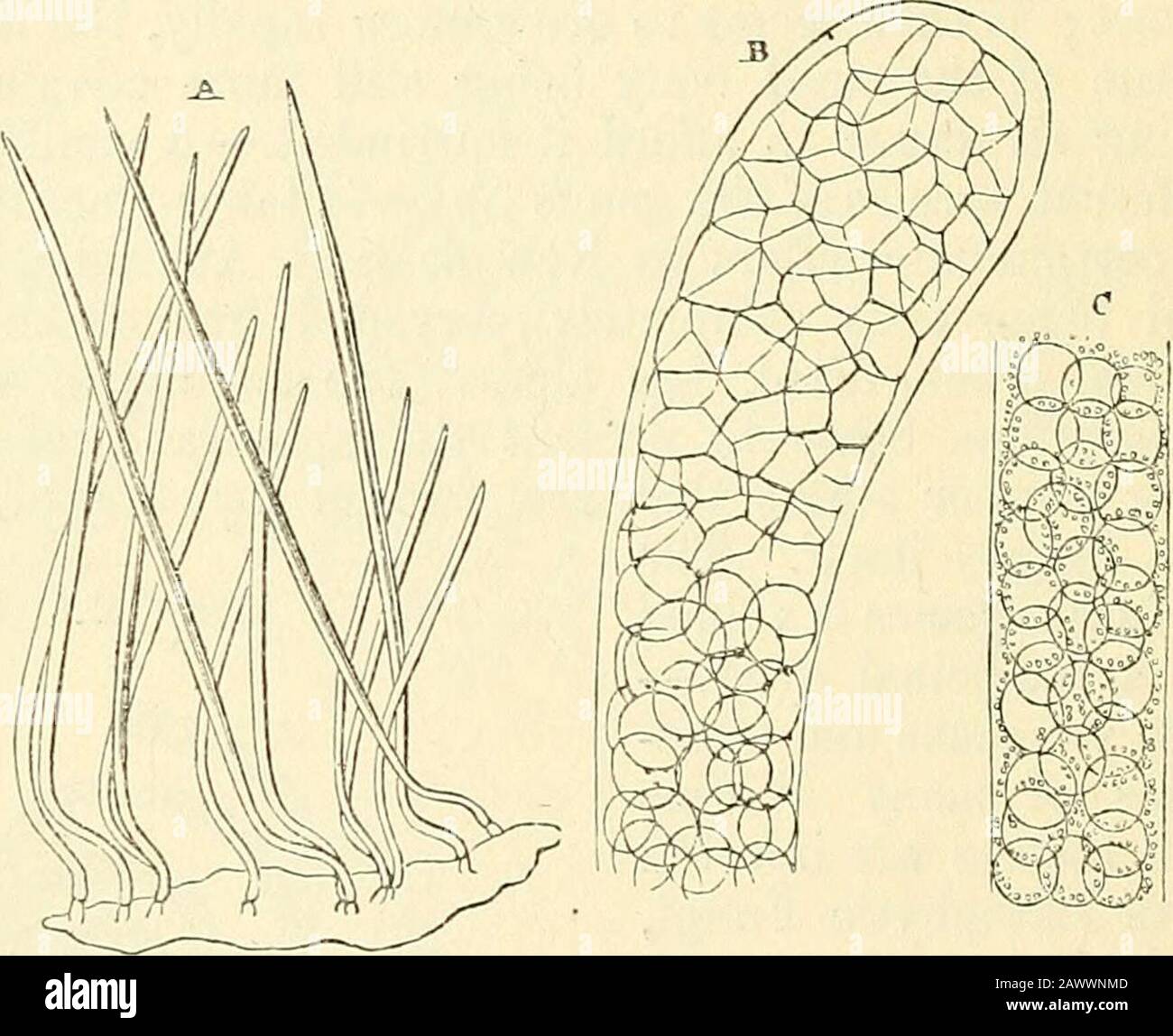 Stomach filament hi-res stock photography and images - Alamy
