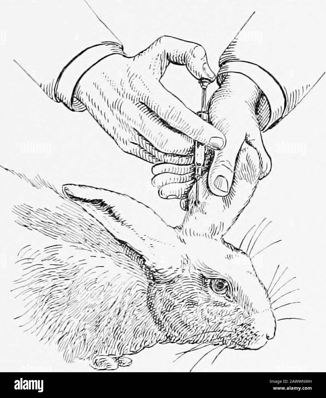 Rabbit being held Black and White Stock Photos & Images - Alamy