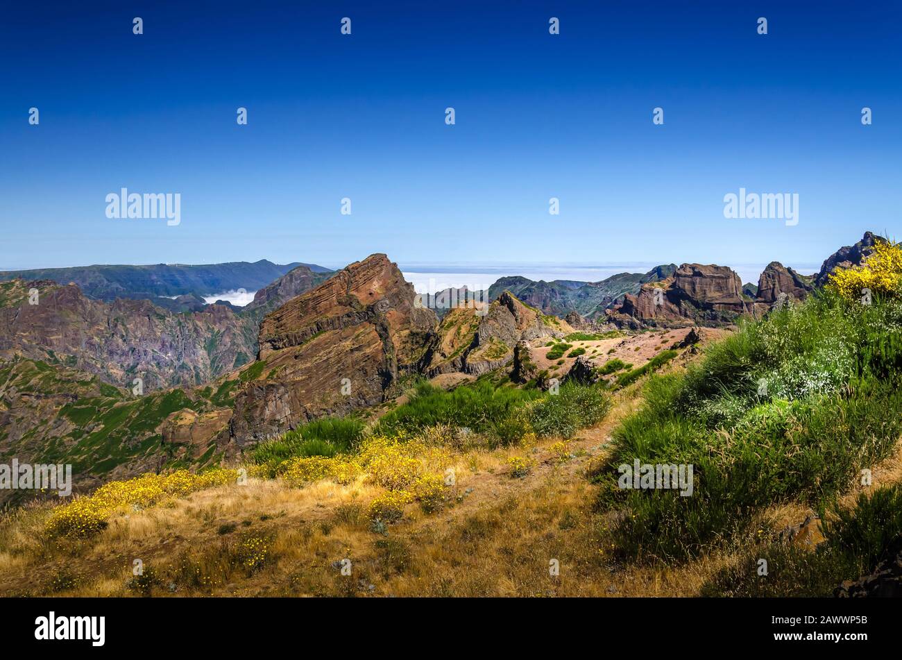 Mountain meadow with green grass, dry grass and blooming yellow and ...