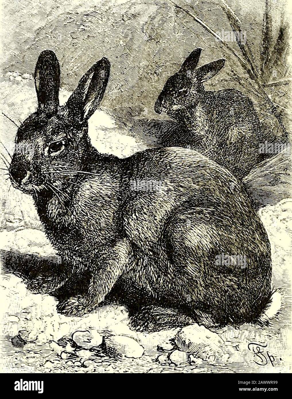 Rabbit owls hi-res stock photography and images - Alamy