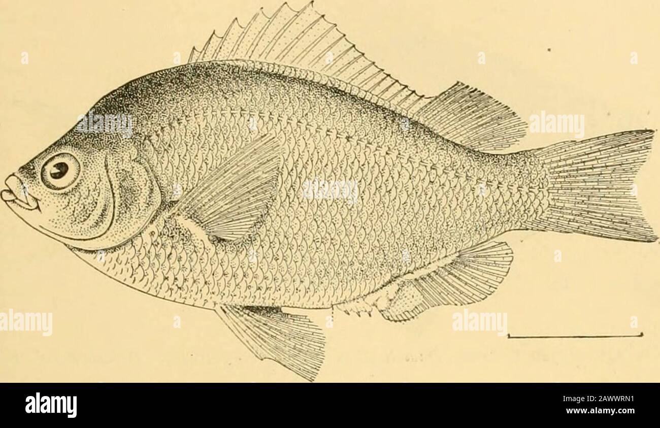 Fishes . Fig. 475.—White Surf-fish, -iparous, with young, Cymatogaster ...